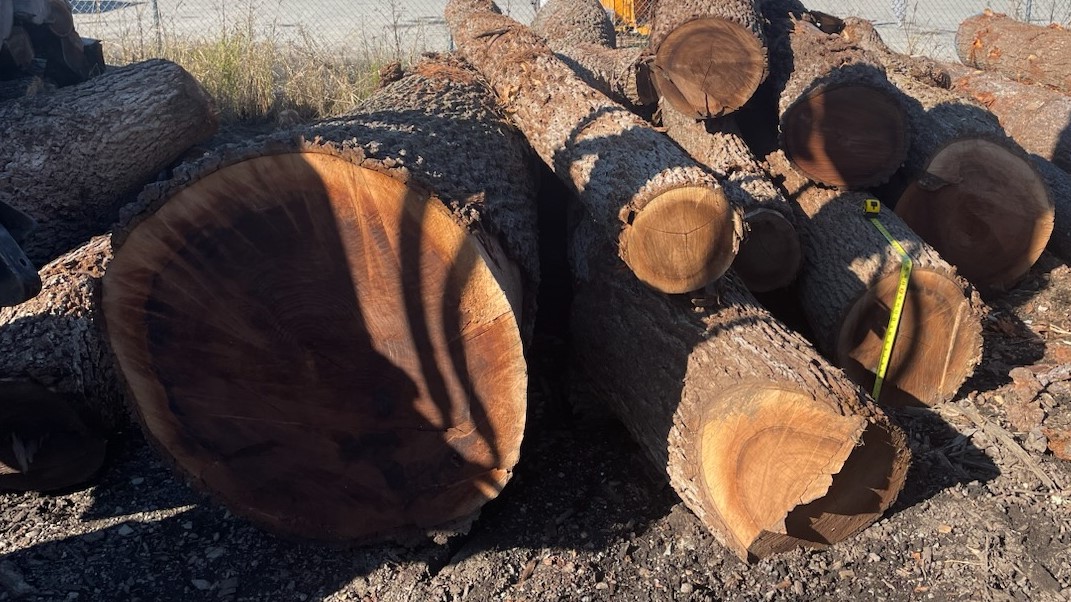 Log Prep Tip of the Week: What to do with Walnut - Mill Market