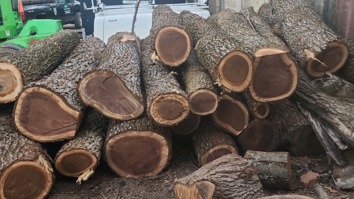 Log Prep Tip of the Week: What to do with Walnut - Mill Market