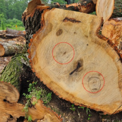 Log Prep Tip of the Week: Forked Ends and Double Hearts - Mill Market