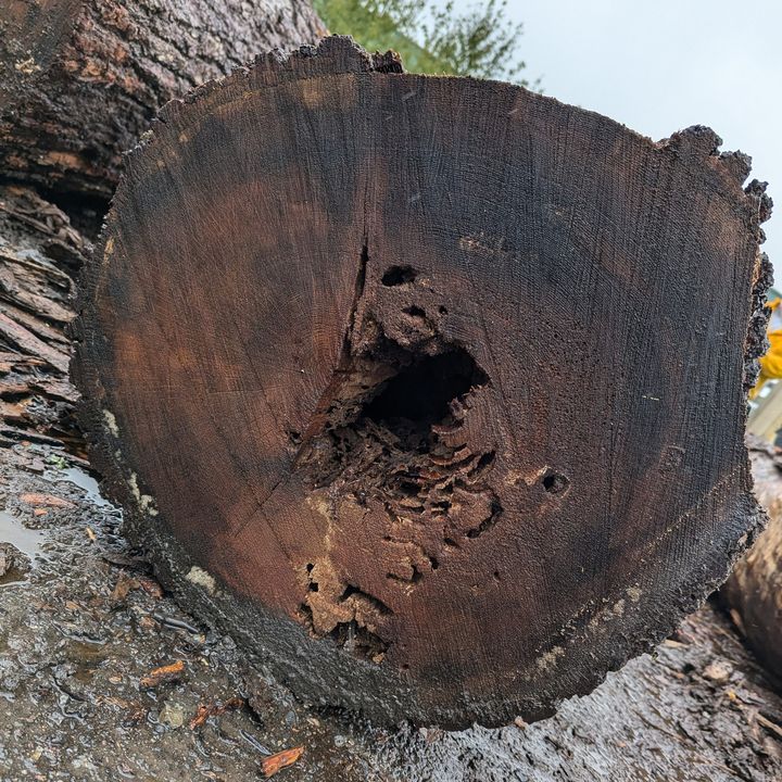 Log Prep Tip of the Week: Center Rot Pockets - Mill Market