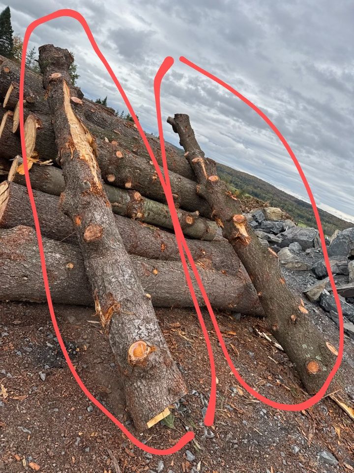 Log Prep Tip of the Week: Pasture Pine - Mill Market