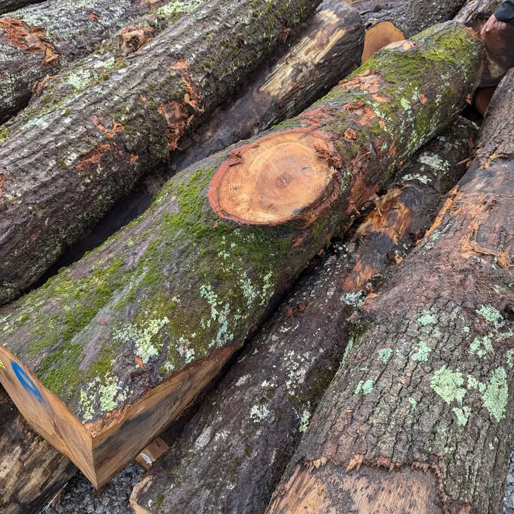 Log Prep Tip of the Week: Low Grade Hardwood Lengths - Mill Market