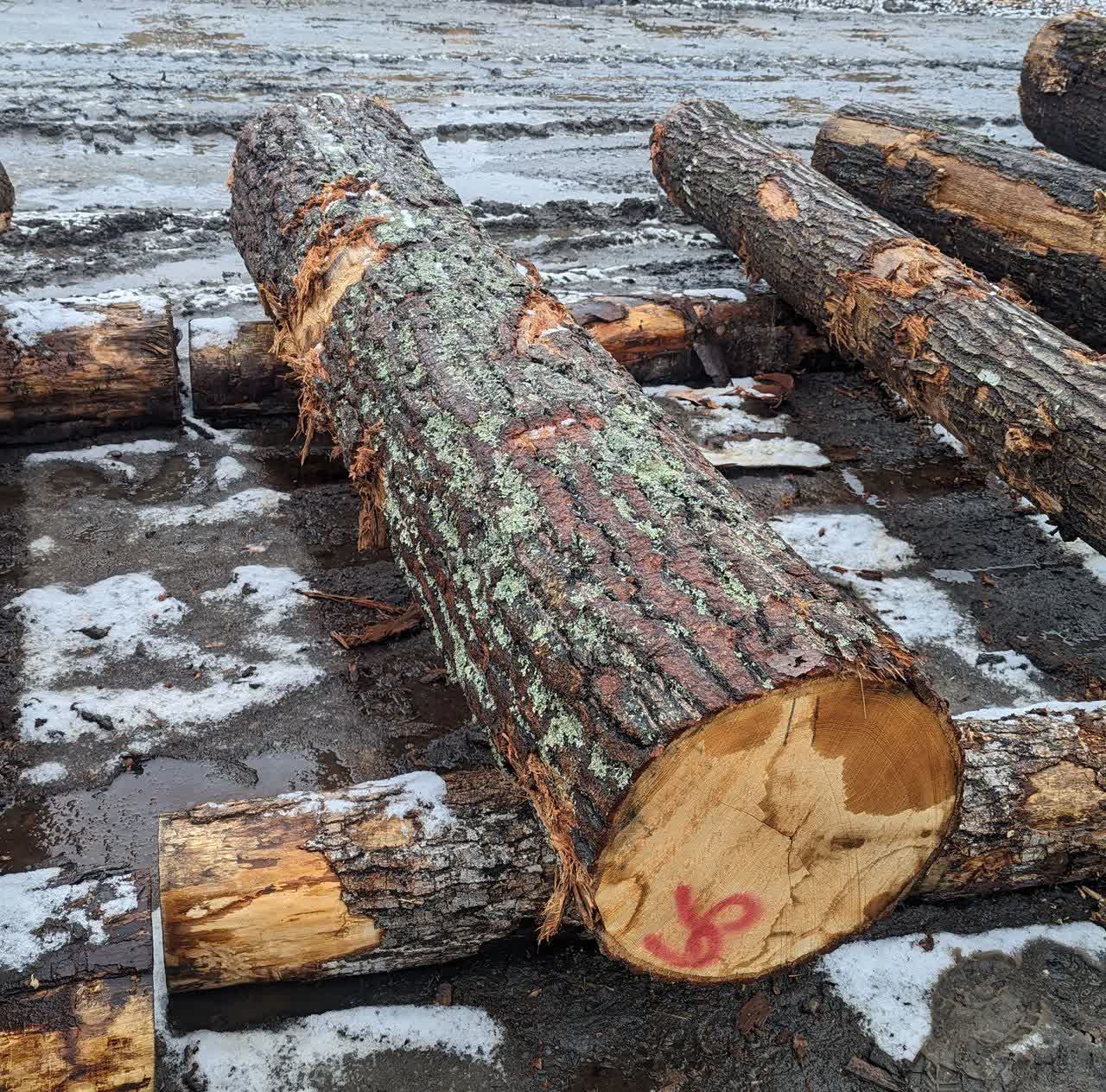 What Good Is The Wood? - Red Oak & Black Oak - Mill Market