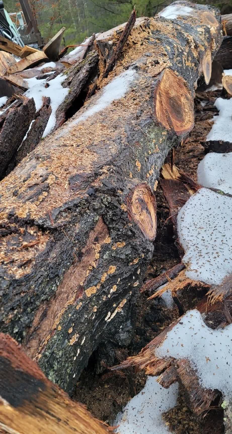 Basics of Log Preparation - Mill Market